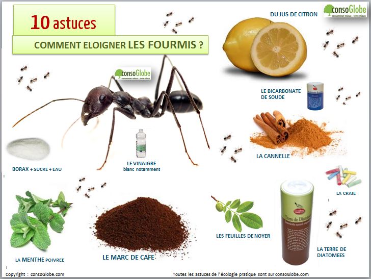 INFOS-EXPLOITATION-ANIMAUX: HORREUR LES FOURMIS REVIENNENT INFOS-EXPLOITATION-ANIMAUX: HORREUR LES FOURMIS REVIENNENT